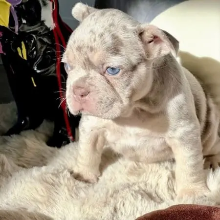 Isabella Merle French Bulldog Puppies| Isabella Merle Frenchie