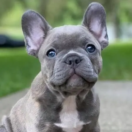 Designer Frenchie puppies | AKC French Bulldog puppies for sale