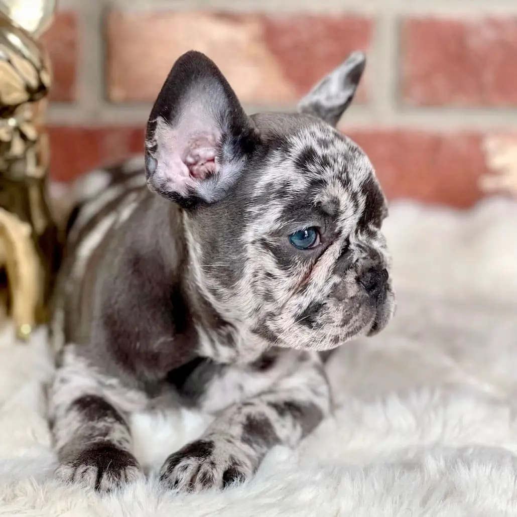 Merle French Bulldog price Blue Lilac Merle Frenchie Puppy Prices