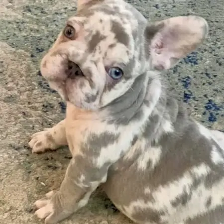 Rare French bulldog colors | Frenchie colors and prices | breeders