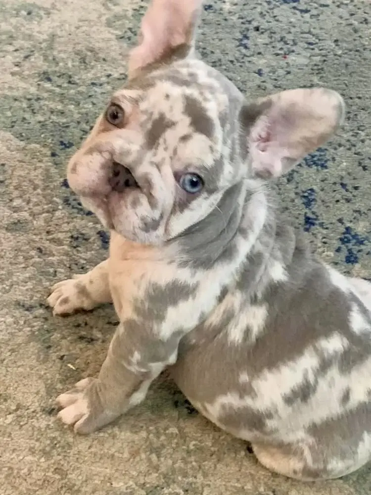 Merle French Bulldog puppies for sale | Merle Frenchie Puppy