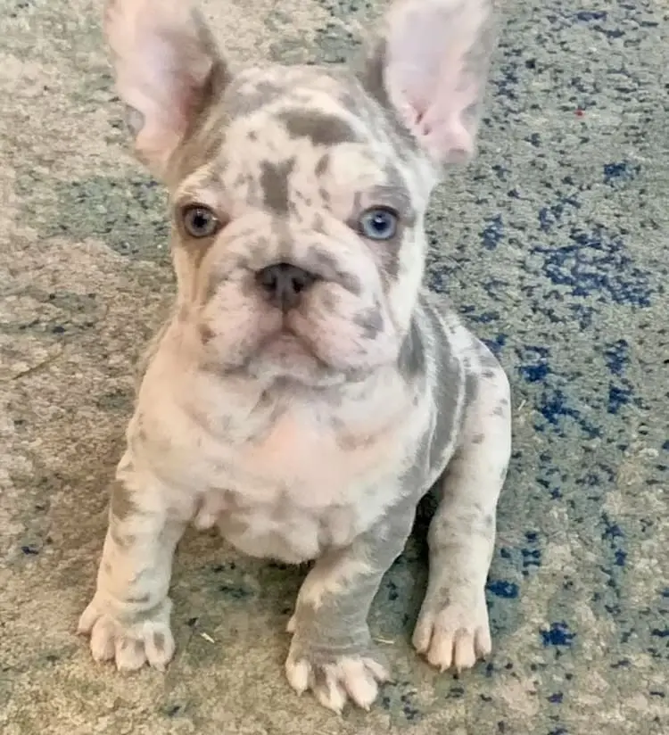 Big Rope Frenchie for sale | Big rope Frenchies for sale best prices