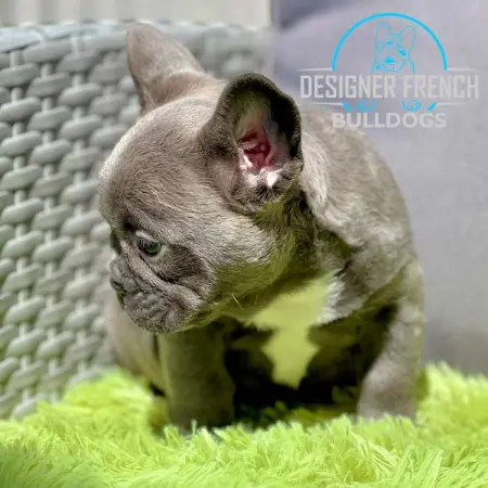 Blue Fluffy French Bulldog - Blue Fluffy frenchie puppies for sale