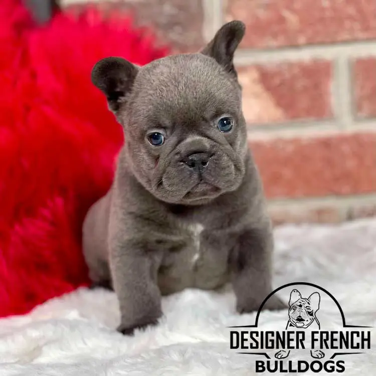 French Bulldog Breeders near me Best Frenchie Breeders near me