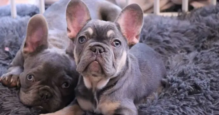 French Bulldog price chart for colors | Frenchie Color chart | cost