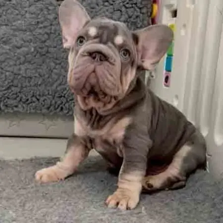 Frenchie puppies for sale | Best French Bulldog puppies for sale