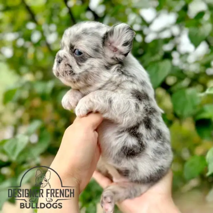 Long Haired French Bulldog - Long haired Frenchie puppies