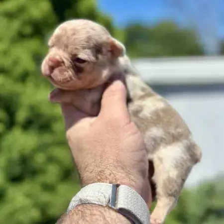 Frenchie puppies for sale | Best French Bulldog puppies for sale