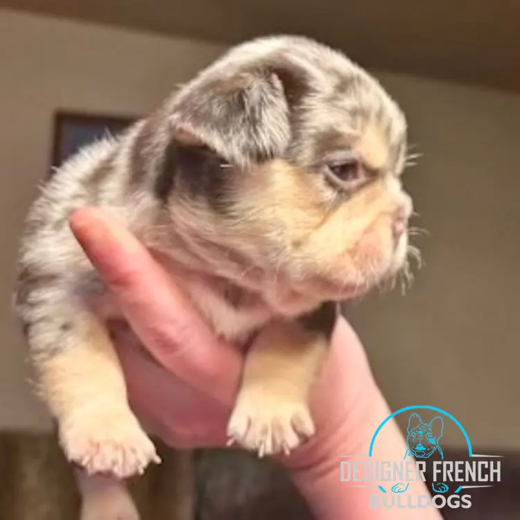 Merle French Bulldog price Blue Lilac Merle Frenchie Puppy Prices