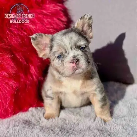 Frenchie puppies for sale | Best French Bulldog puppies for sale