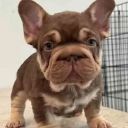 Big Rope French Bulldog for sale | Fluffy Big rope French bulldogs