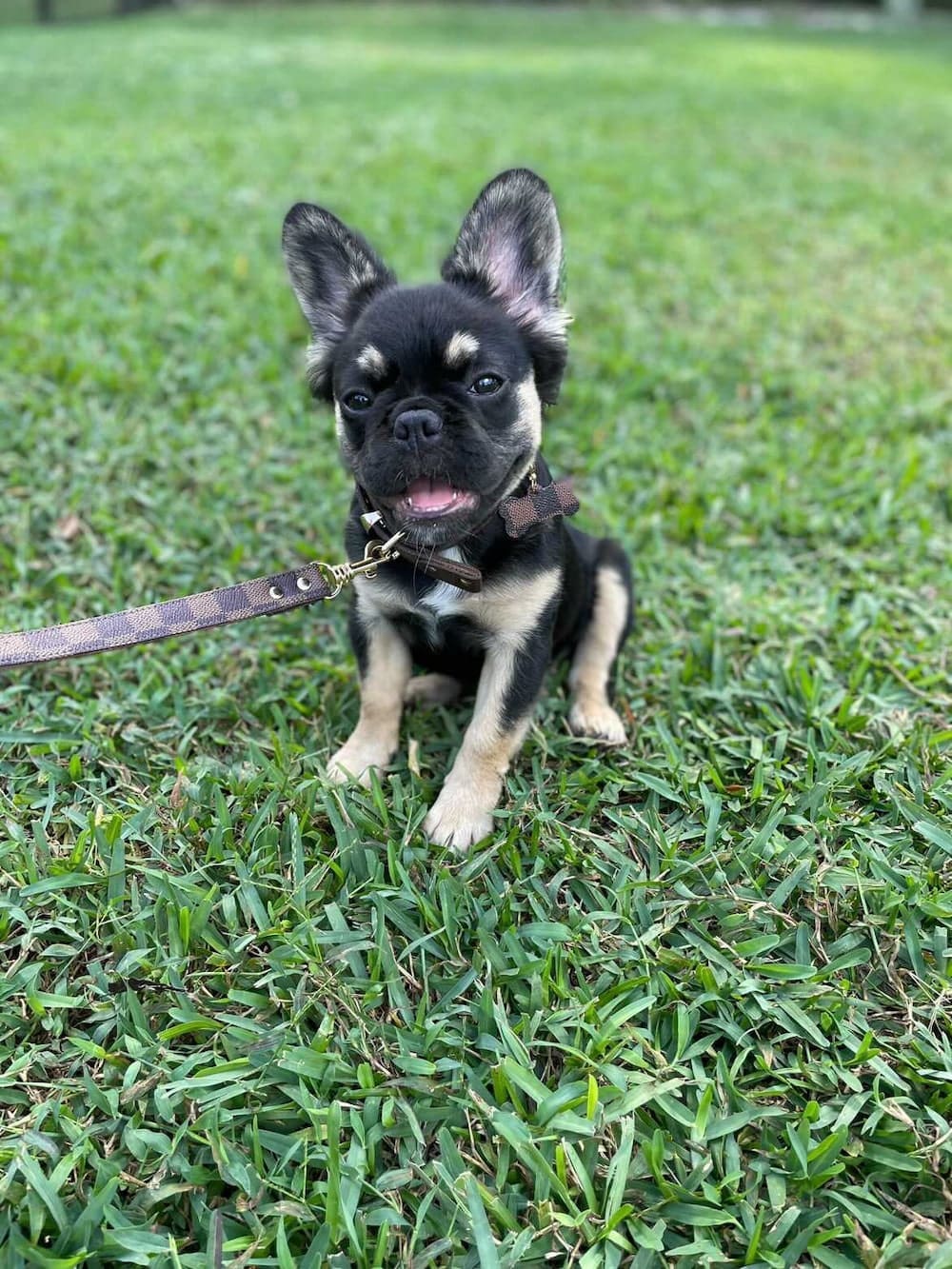 Fluffy French Bulldog price | Fluffy frenchie price for puppies