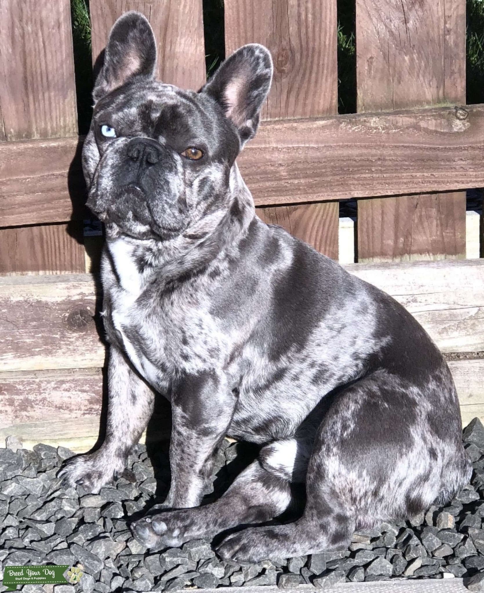 Merle French Bulldog puppies for sale | Merle Frenchie Puppy