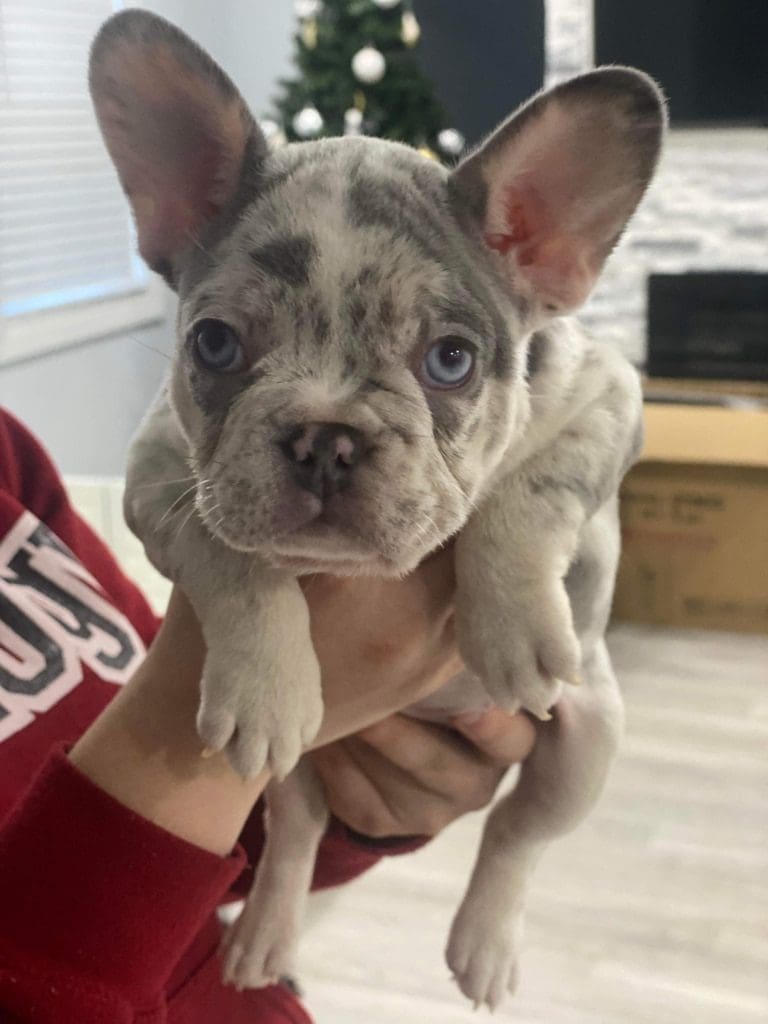 Merle French Bulldog for sale near me | Merle Frenchie Puppies
