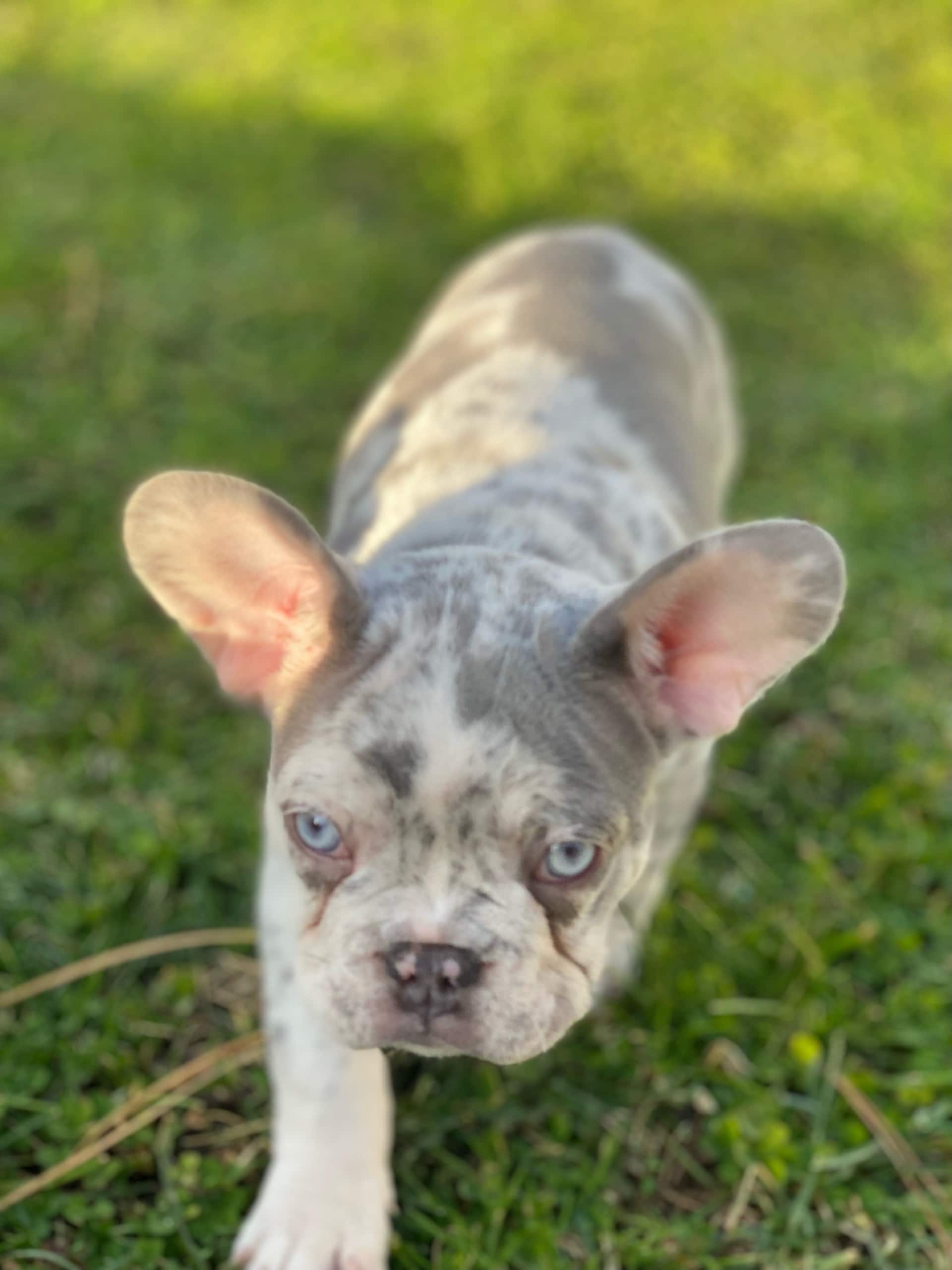 Lilac Merle French Bulldog for sale | Lilac Merle Frenchie puppies