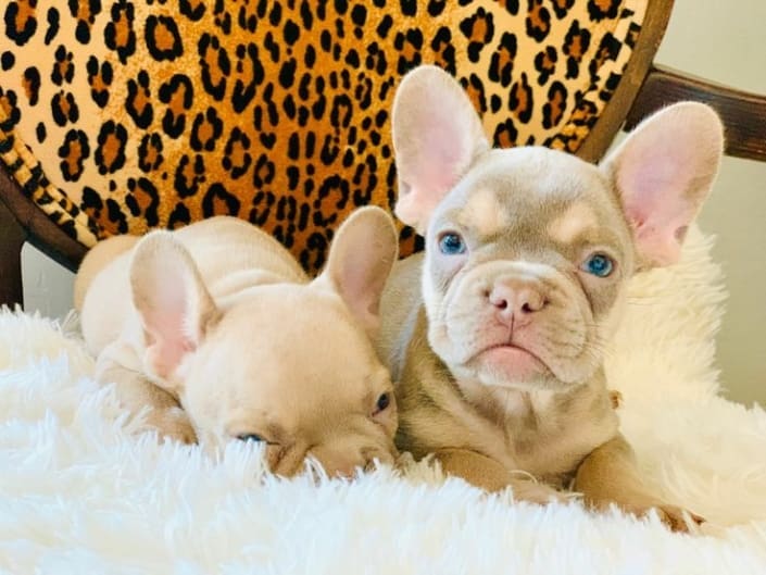Isabella Merle French Bulldog Puppies for sale | Isabella Merle Frenchies