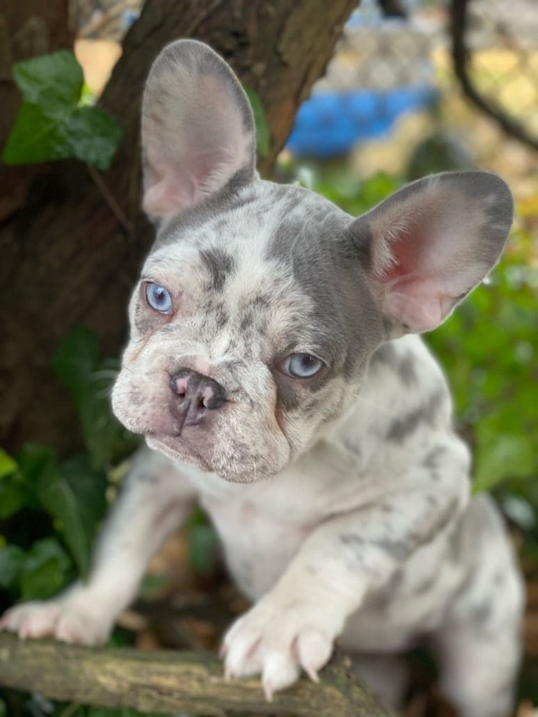 French Bulldog Puppies for sale | Lilac, Isabella, Blue, Merle Frenchies