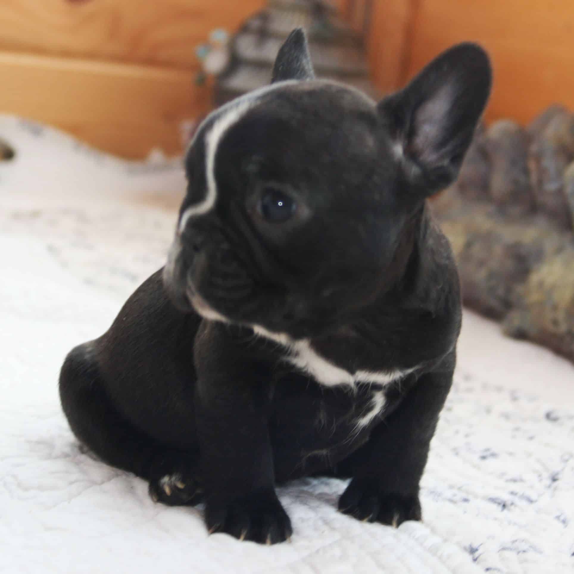 Black French Bulldog for sale | Black Frenchie puppies near me