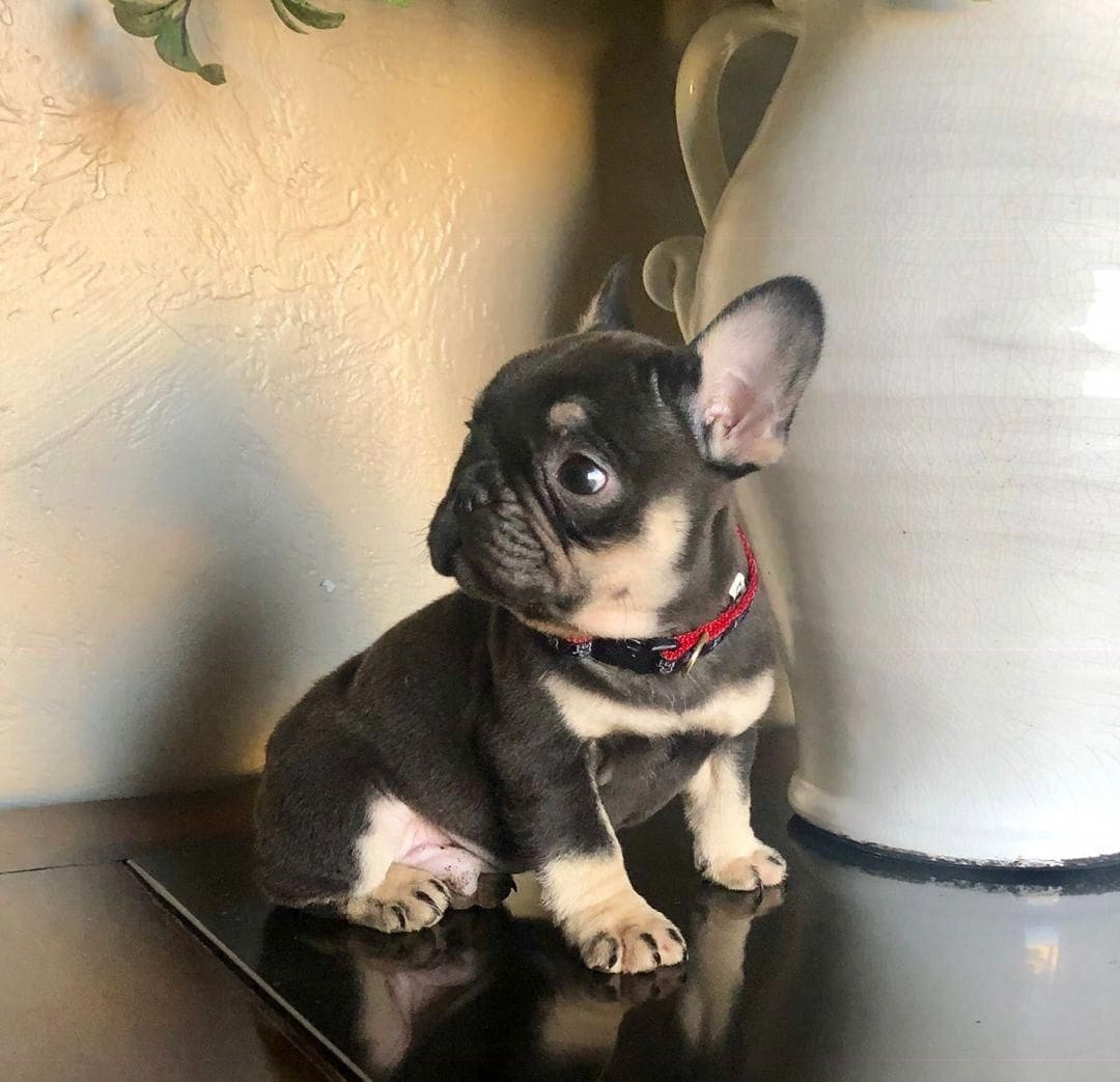 Black and Tan French Bulldog puppies for sale | Black Frenchies