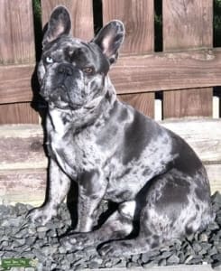 Blue Merle Frenchie puppies for sale | Blue Merle French bulldog for sale