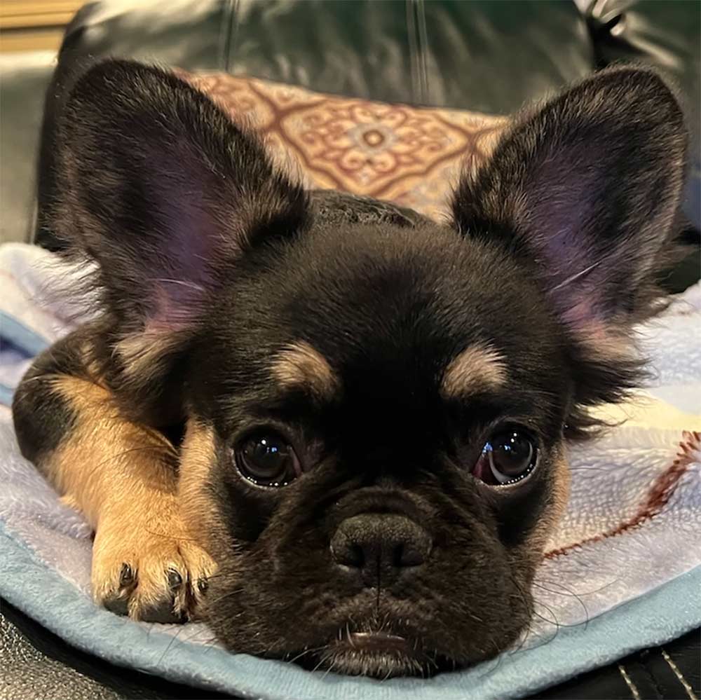 Fluffy French Bulldogs for sale | Fluffy Frenchie puppies near me