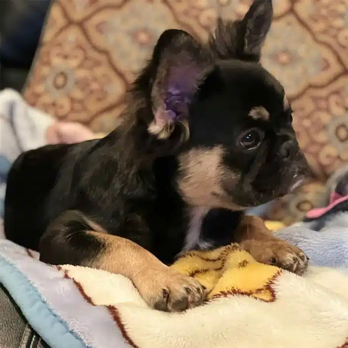 Fluffy French Bulldog price Fluffy frenchie price Furry Frenchie cost
