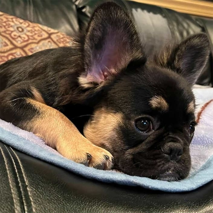 Fluffy French Bulldogs for sale | Fluffy Frenchie puppies near me