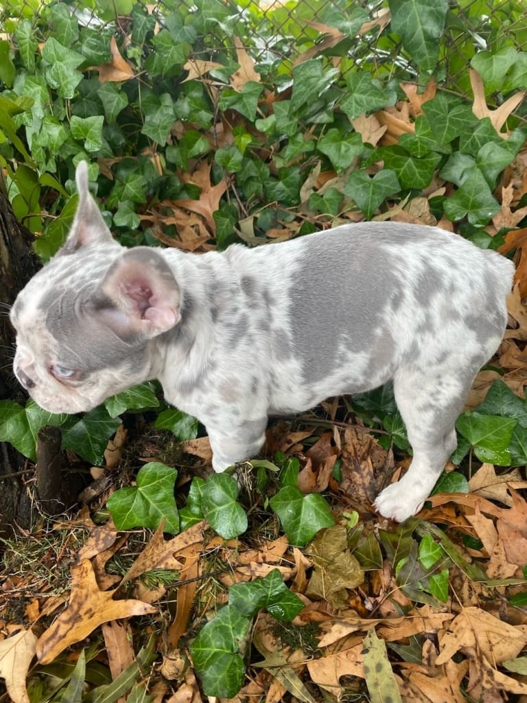 Lilac Merle French Bulldog for sale | Lilac Merle Frenchie puppies
