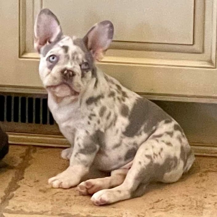 Merle French Bulldog puppies for sale | Merle Frenchie Puppy