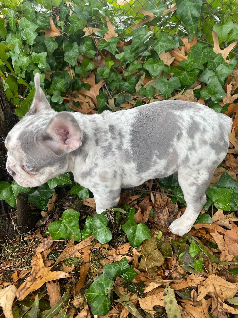 Lilac French Bulldog for sale | Lilac Frenchie Puppies near me