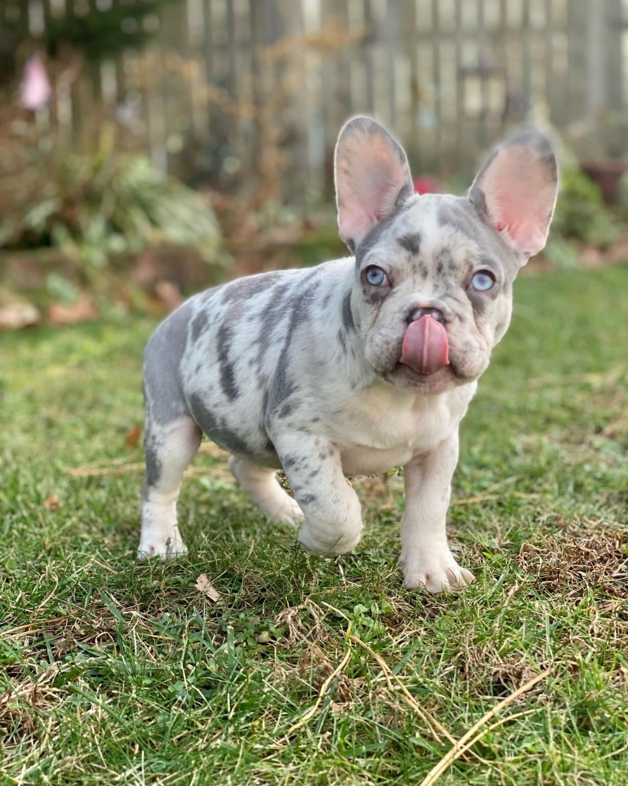 Merle Frenchy for sale | Merle Frenchie puppies for sale near me