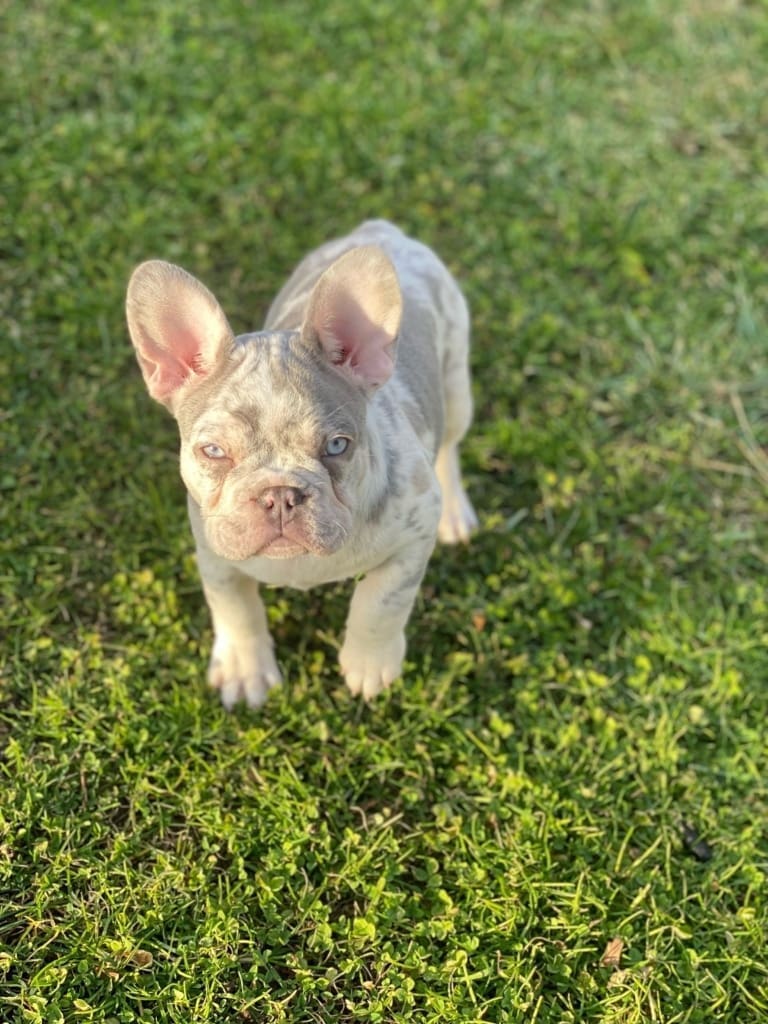 Lilac Merle French Bulldog for sale | Lilac Merle Frenchie puppies for sale