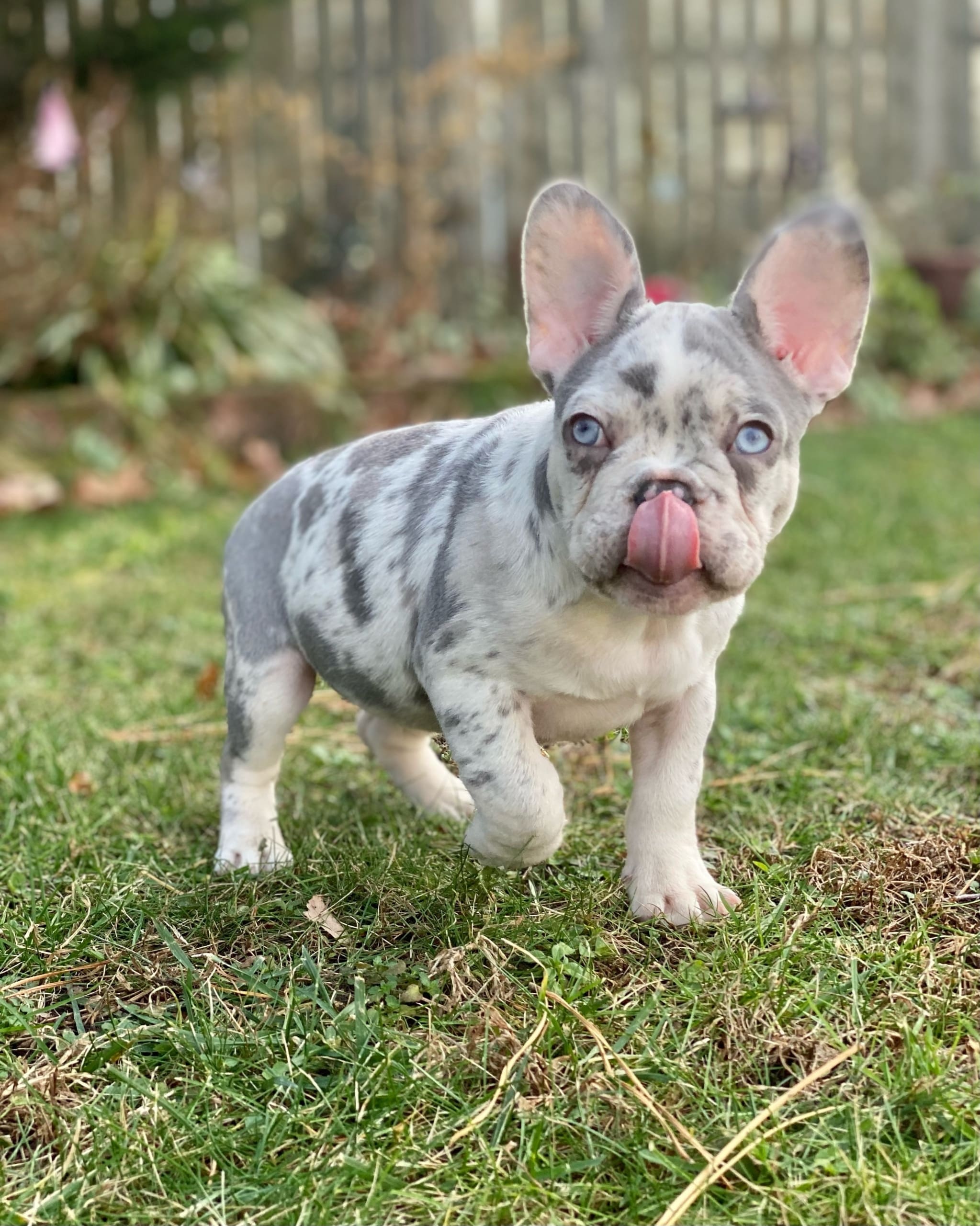 What Does A Lilac Merle French Bulldog Look Like at Lily Howchin blog