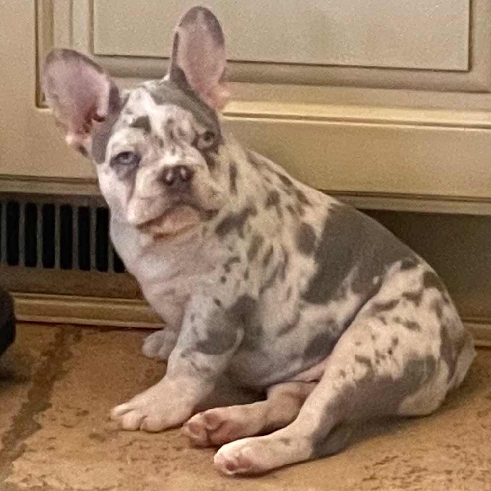 Lilac Merle French Bulldog for sale | Lilac Merle Frenchie puppies