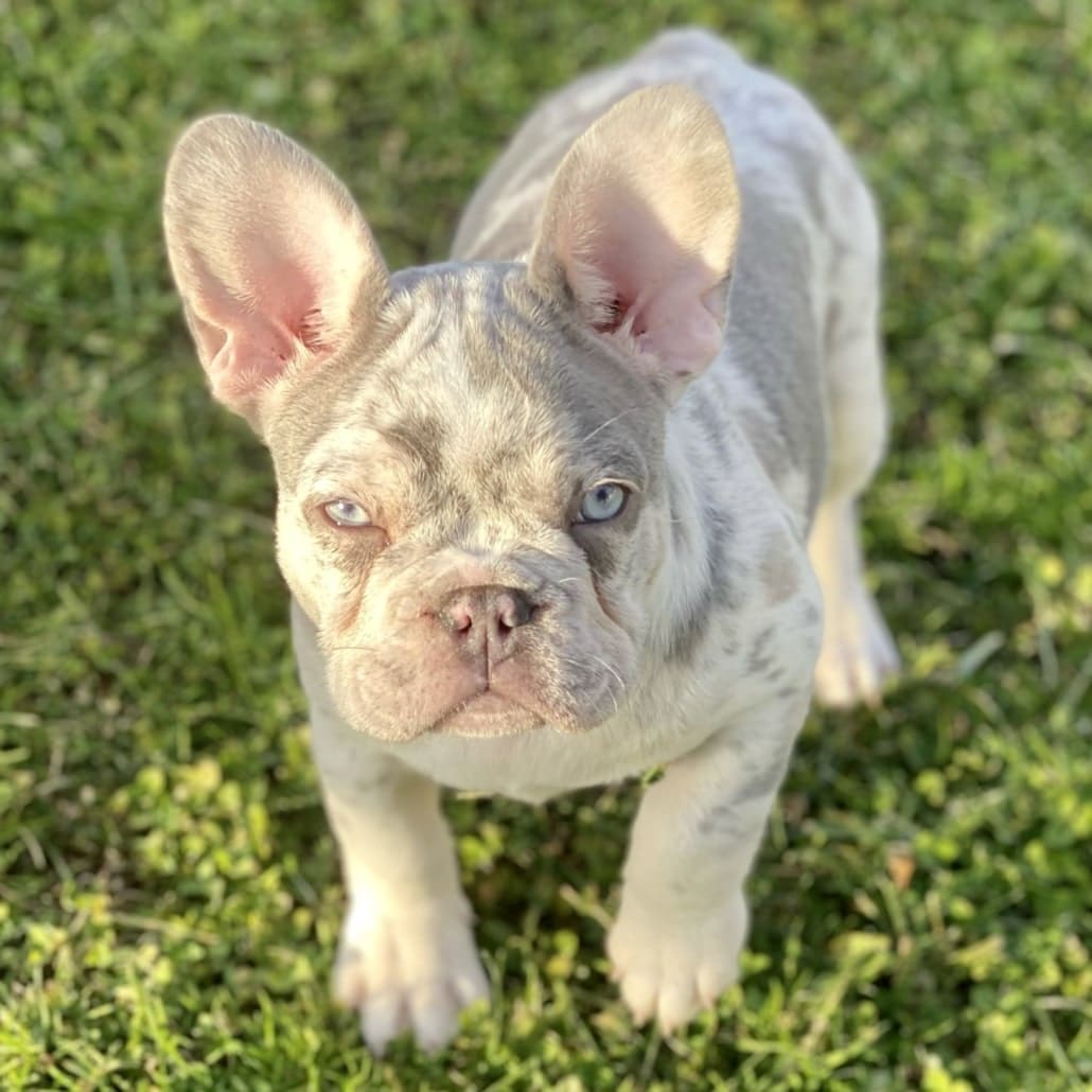 Blue Merle French Bulldog for sale | Blue Merle Frenchie puppies