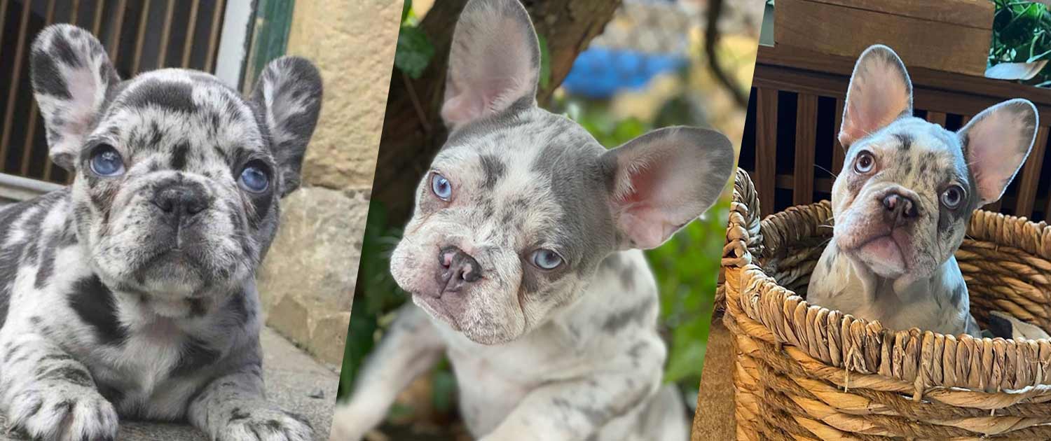 Merle French Bulldog for sale near me | Merle Frenchie Puppies
