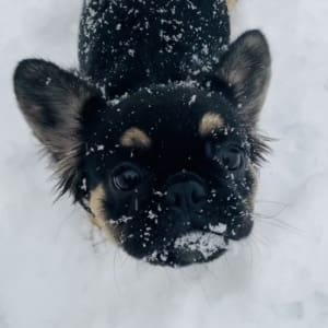 Black and Tan Frenchie puppies for sale | Black and Tan Frenchie