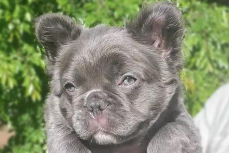 Blue Fluffy French Bulldog - Blue Fluffy frenchie puppies for sale