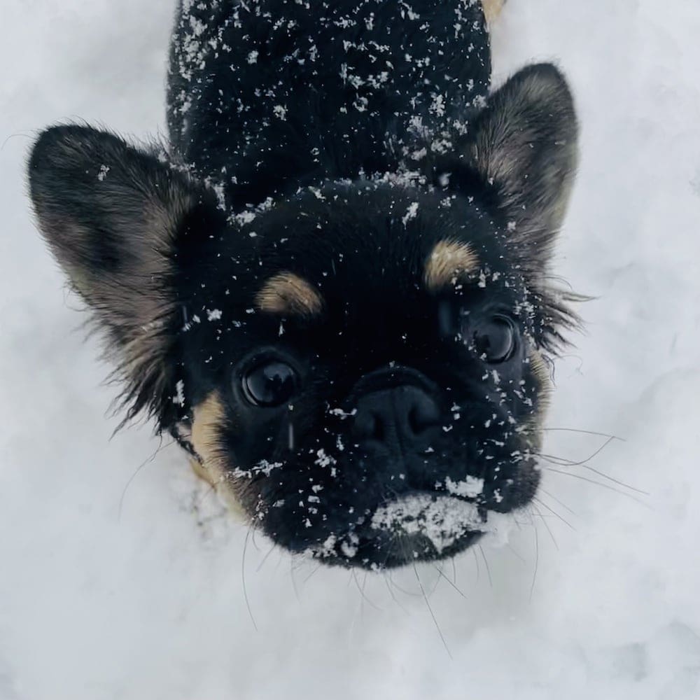 Long Haired French Bulldog - Long haired Frenchie puppies for sale