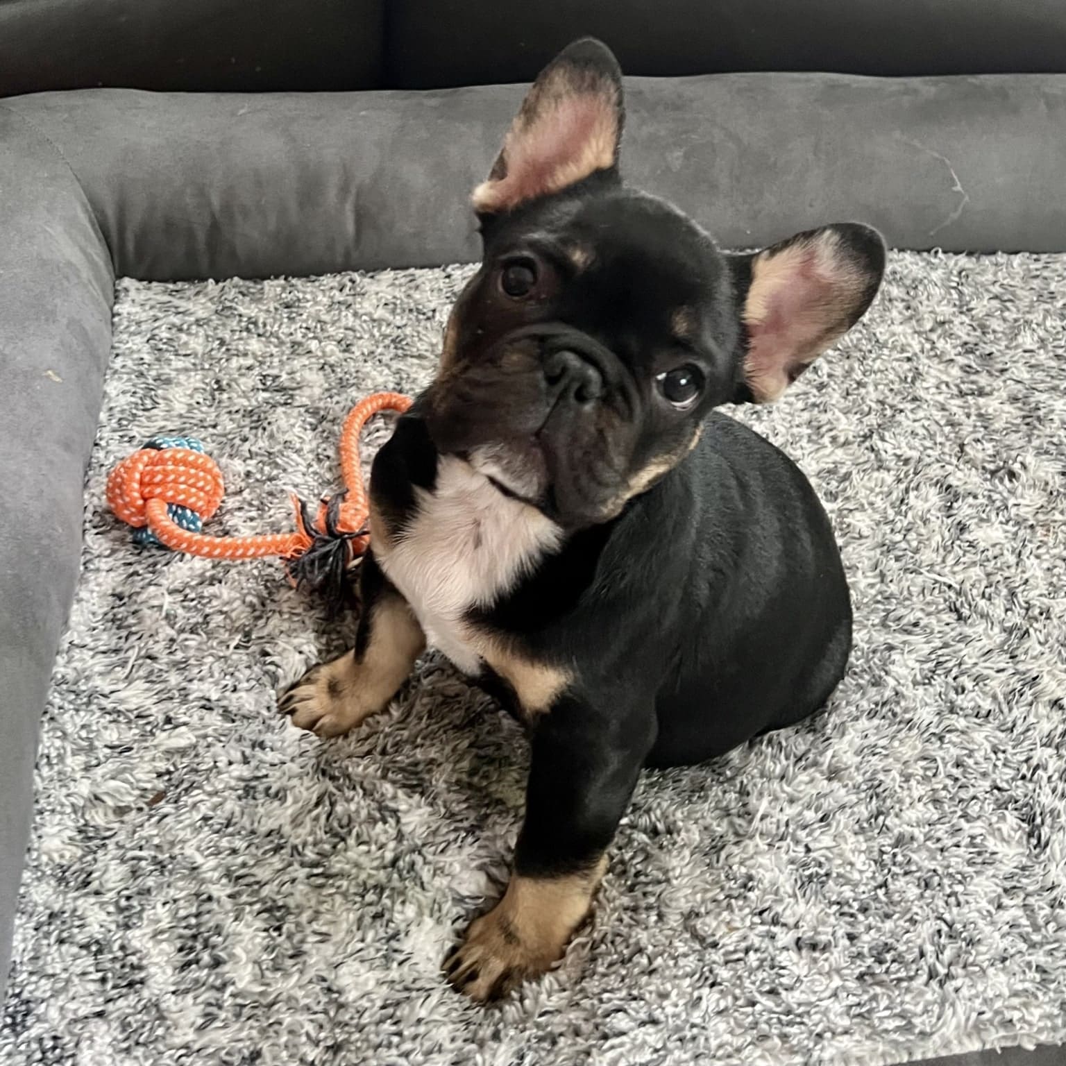 French Bulldog Cost | the best Frenchie Prices anywhere for Quality Pups
