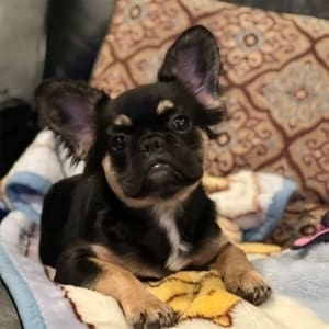 Long Haired French Bulldog - Long haired Frenchie puppies for sale
