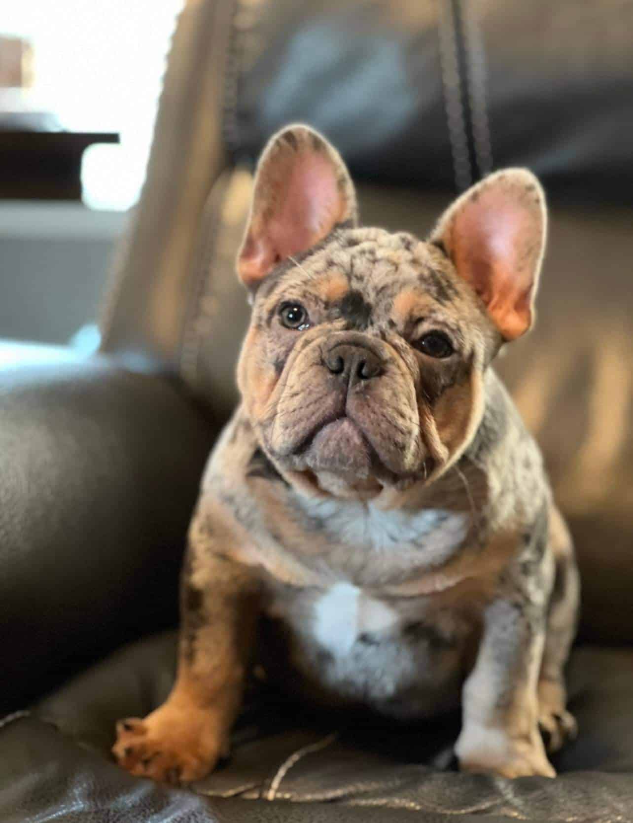 Blue Merle Frenchie puppies Blue Merle French bulldog puppy sale