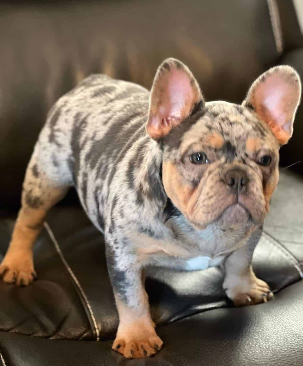 Merle French Bulldog for sale near me | Merle Frenchie Puppies