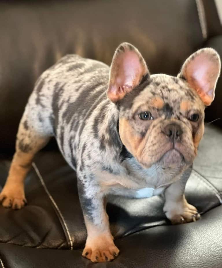 French Bulldog Stud Service | Fluffy Frenchie Stud Service breeder