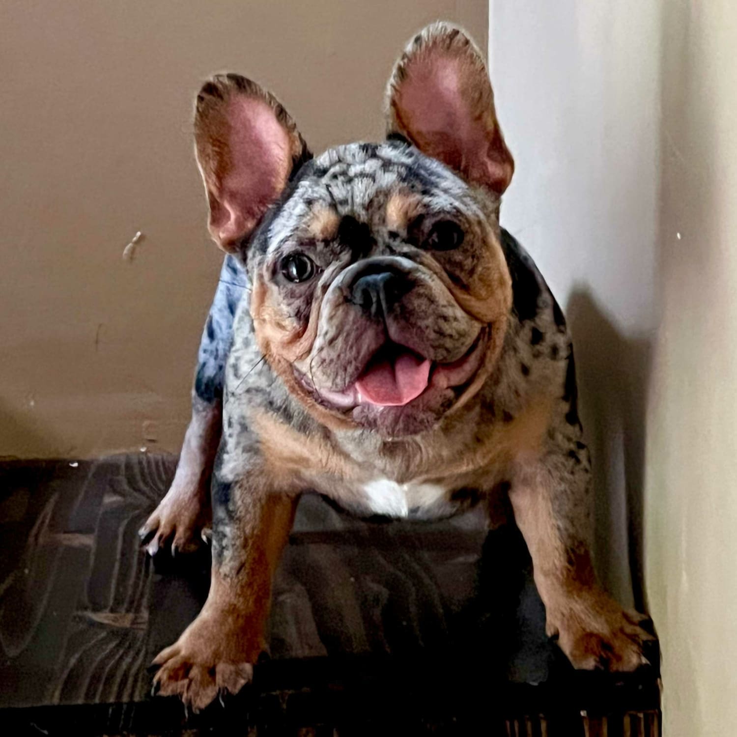 Blue Merle French Bulldog puppies for sale | Blue Merle Frenchie