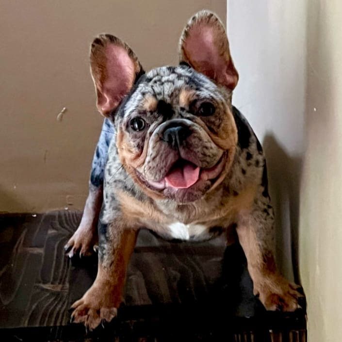 Blue Merle French Bulldog puppies for sale | Blue Merle Frenchie