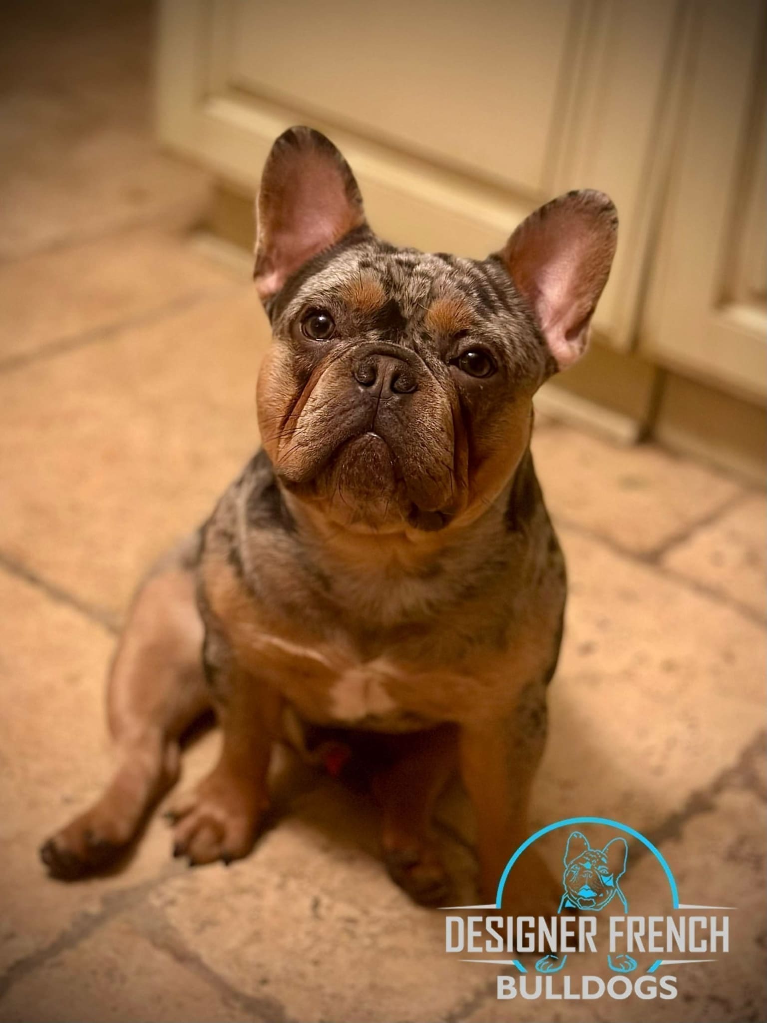 AKC Frenchie breeders in Florida - Designer French Bulldogs
