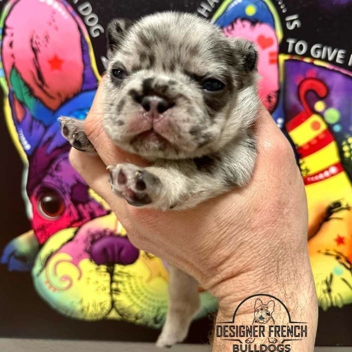 Blue Merle French Bulldog for sale | Blue Merle Frenchie puppies