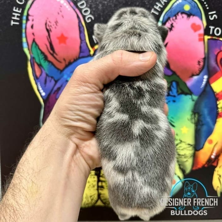 Blue Merle French Bulldog for sale | Blue Merle Frenchie puppies