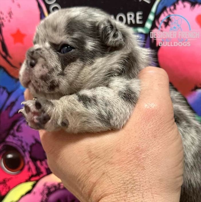 Blue Merle French Bulldog for sale | Blue Merle Frenchie puppies